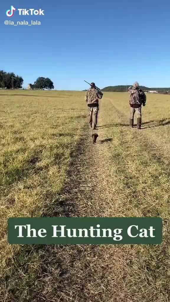 TikTok The Hunting Cat - iFunny