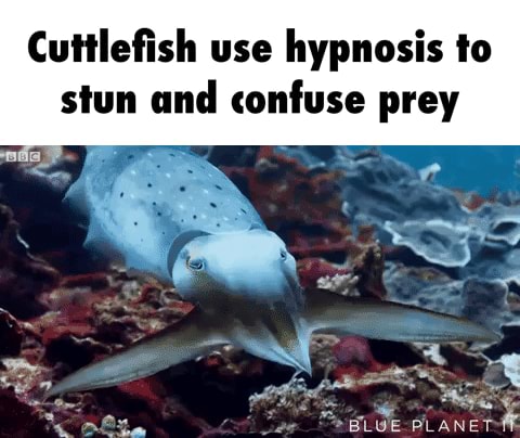 Cuttlefish use hypnosis to stun and confuse prey - iFunny