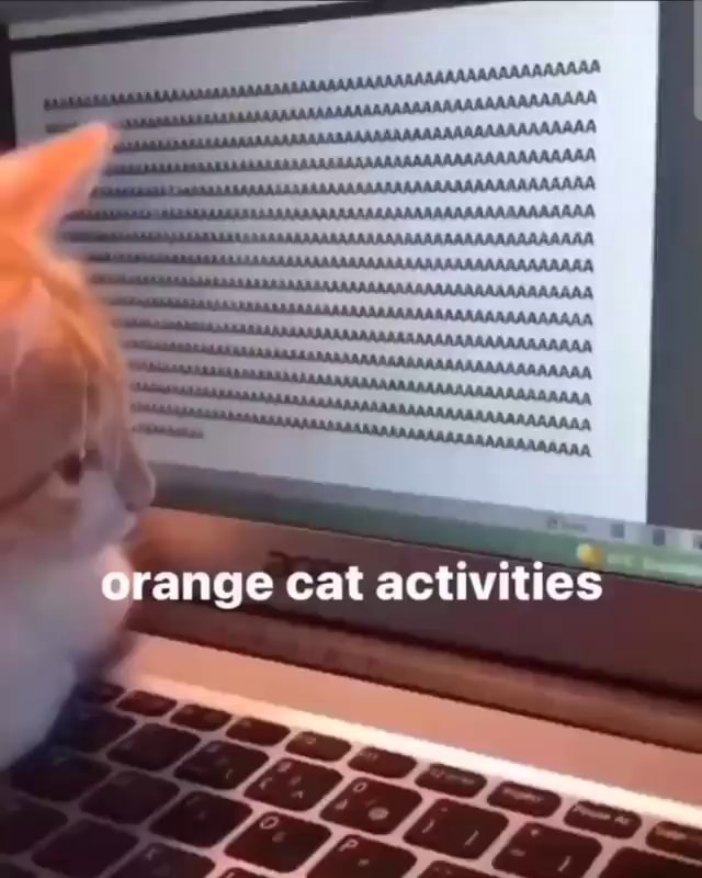 Orange cat activities - iFunny