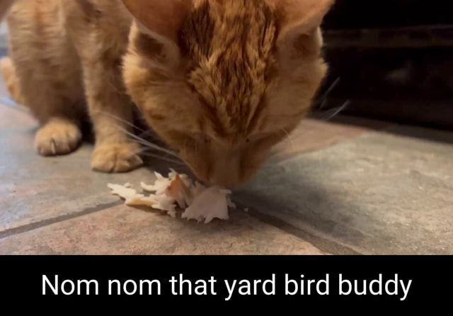 Nom nom that yard bird buddy - iFunny