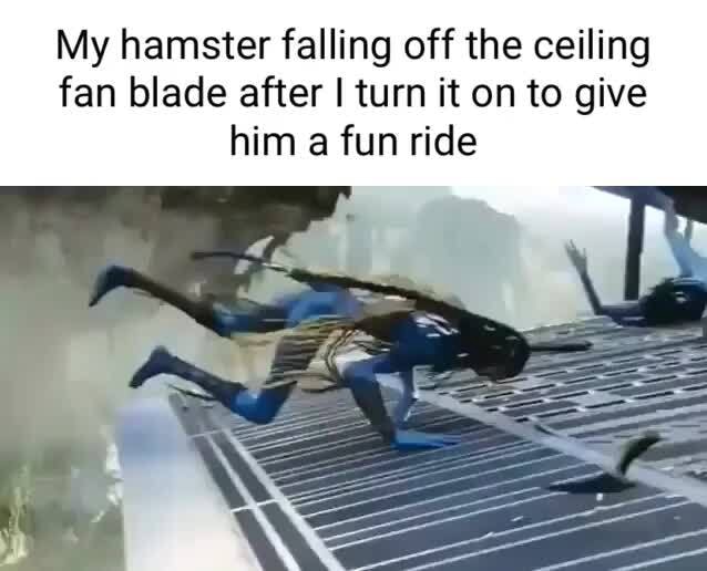 My hamster falling off the ceiling fan blade after I turn it on to give ...