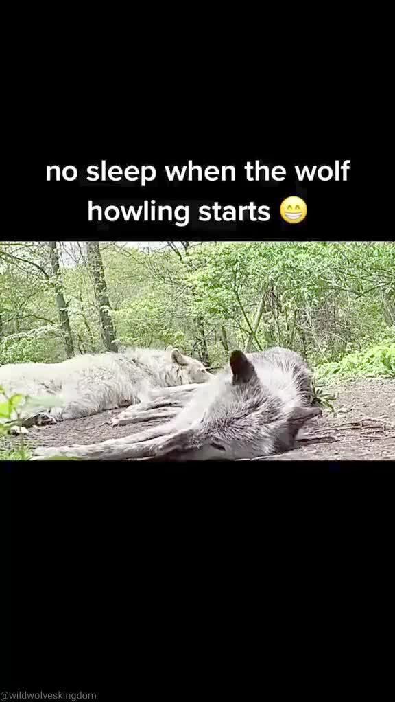 No sleep when the wolf howling starts - iFunny