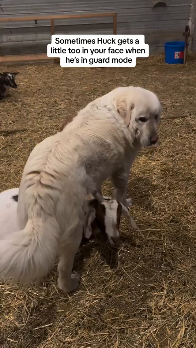Sometimes Huck gets a little too in your face when he's in guard mode ...