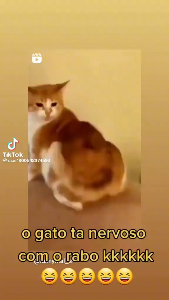 TikTolk o gato ta nervoso com,otabo kkkkkk - iFunny