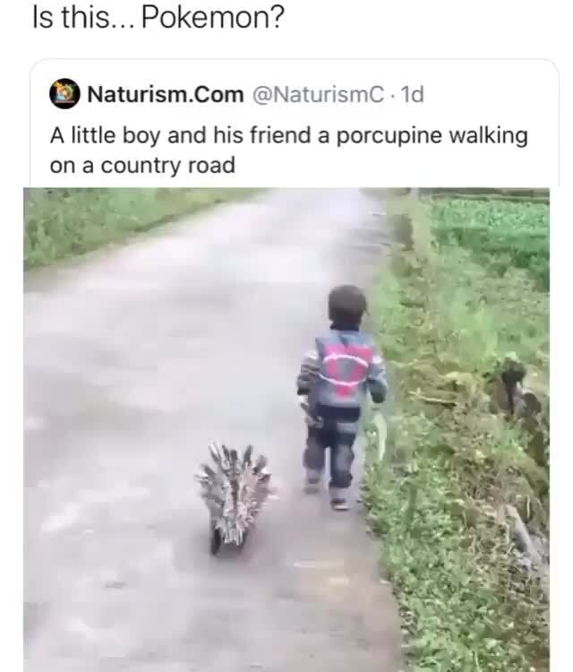 @memelif3_ on Instagram: “That's Cyndaquil” - Is this... Pokemon ...