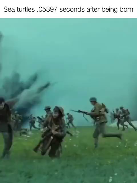 Sea turtles .05397 seconds after being born - iFunny