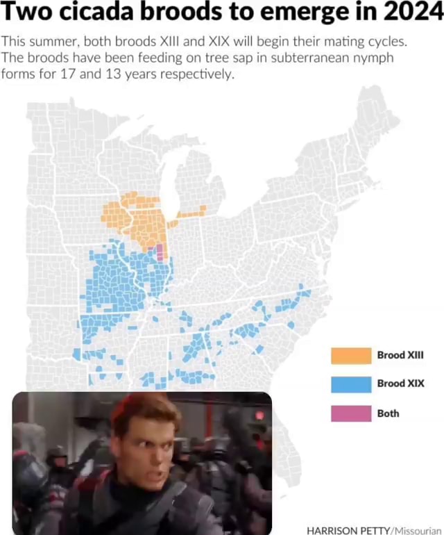 Two cicada broods to emerge in 2024 This summer, both broods XIII and ...