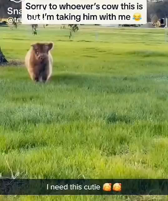 Sorry to whoever's cow this is I I taking him with me (need this culie ...