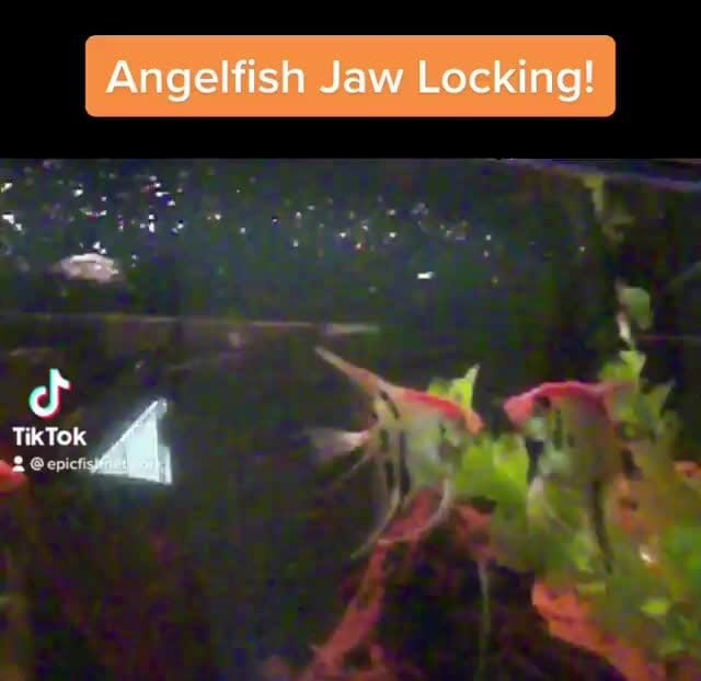Angelfish Jaw Locking! TikTOk - iFunny