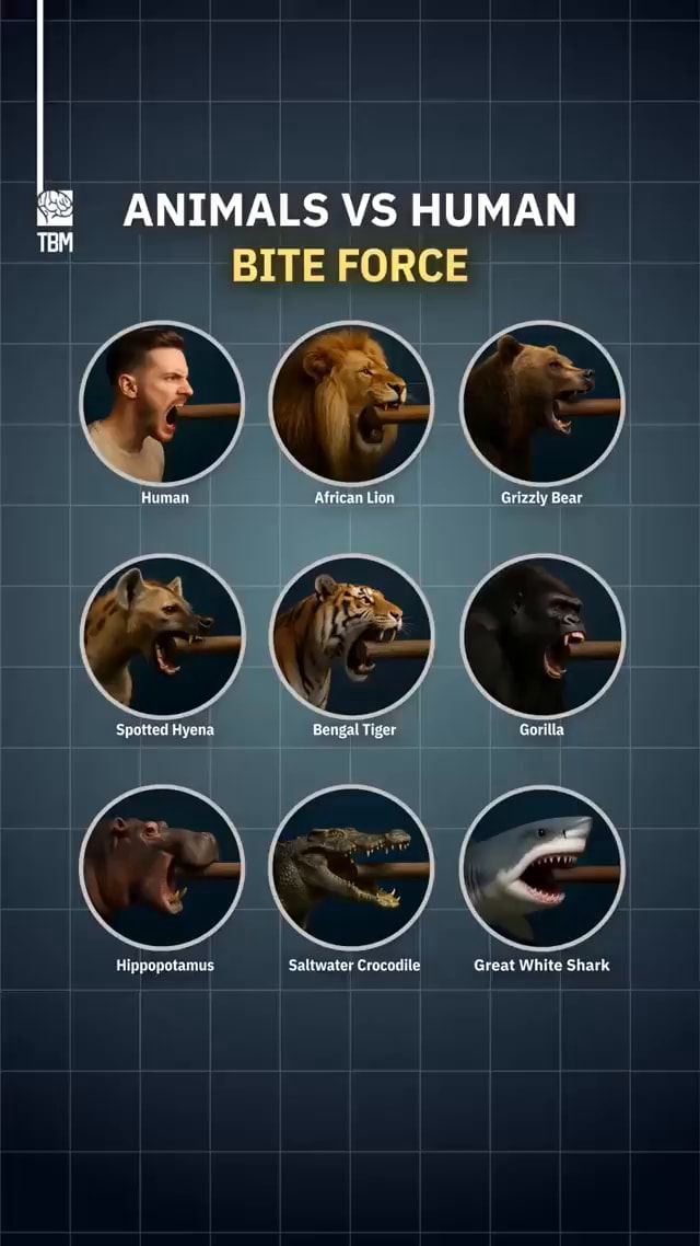 ANIMALS VS HUMAN BITE FORCE Human Aliican Guizrly Gear Spatted Hyena ...