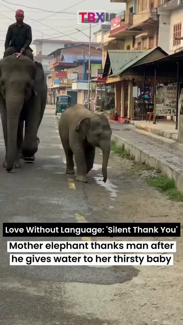 Love Without Language: 'Silent Thank You' I Mother elephant thanks ks ...