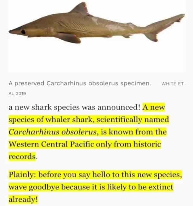 A preserved Carcharhinus obsolerus specimen. WHITE ET AL 2019 anew ...