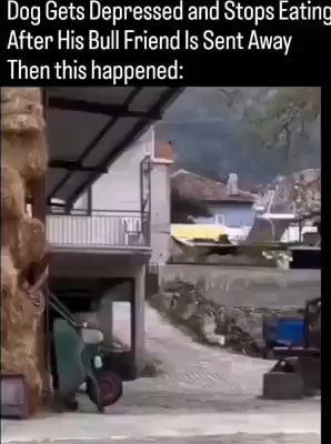 Dog Gets Depressed and Stops Eating After His Bull Friend Is Sent Away ...