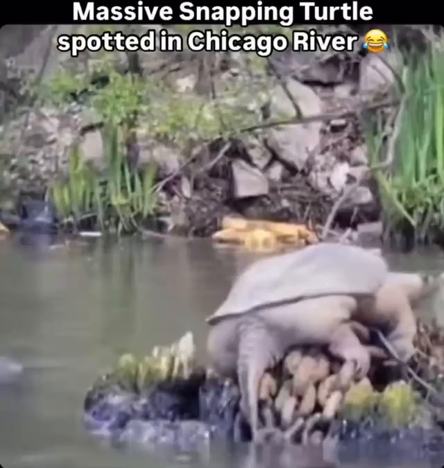 Massive Snapping Turtle spotted in Chicago River - iFunny