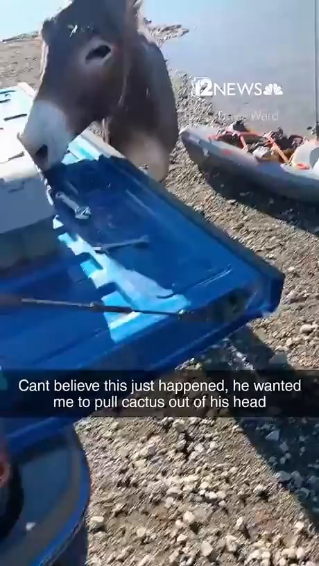 Cant believe this just happened, he wanted me to pull cactus out of his ...