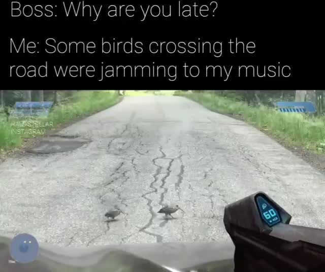 Boss: Why are you late? Me: Some birds crossing the road were jamming ...