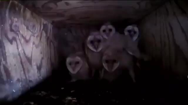 'Creepy Cool' Barn Owlets Caught on Camera - iFunny
