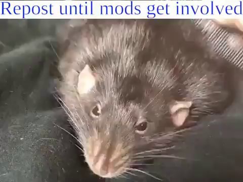 Repost until mods get involved - iFunny