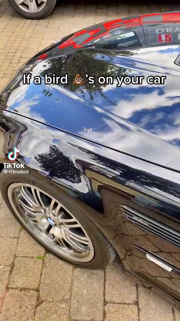 Ifa bird 's on your car cf TikTok - iFunny