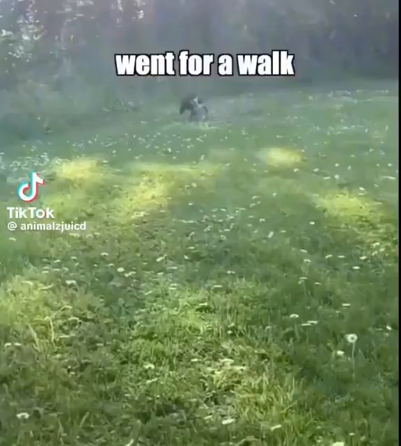 Went for a walk Tik Tok S arimay ied - iFunny