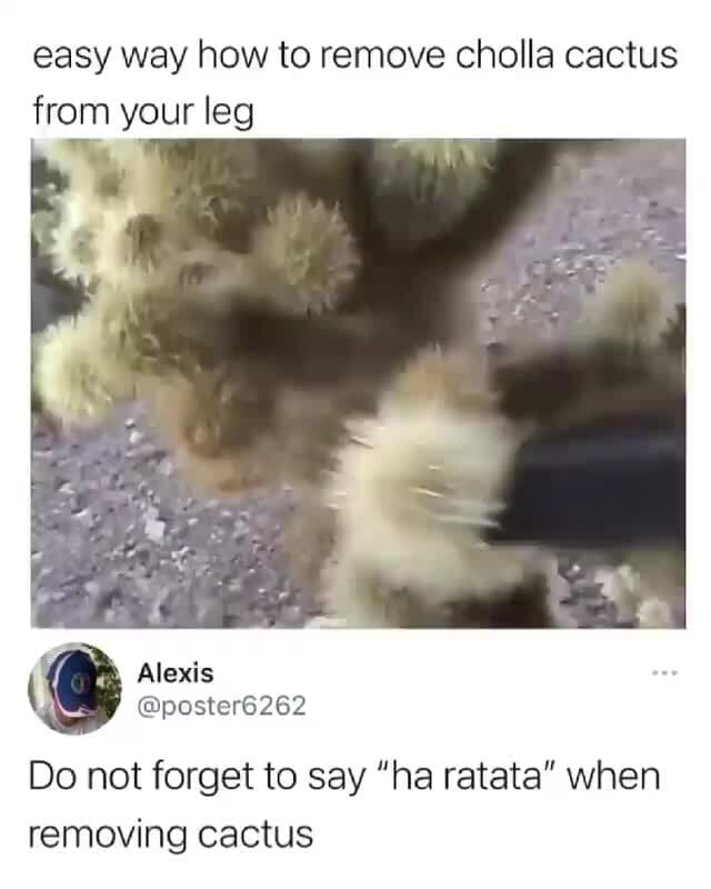 Easy way how to remove cholla cactus from your leg Alexis Do not forget ...