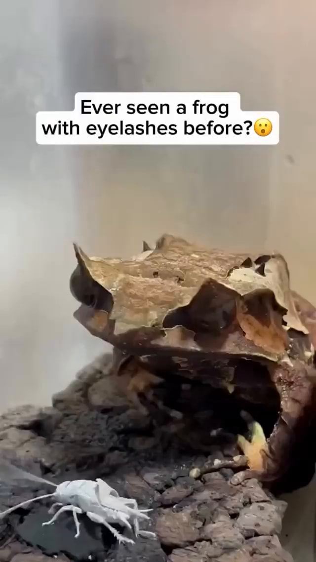Ever seen a frog with eyelashes before? - iFunny