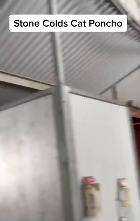 Stone Colds Cat Poncho I - iFunny