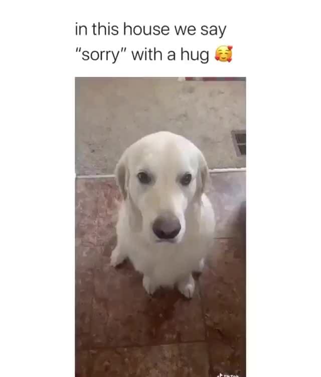 In this house we say "sorry" with a hug - America’s best pics and videos