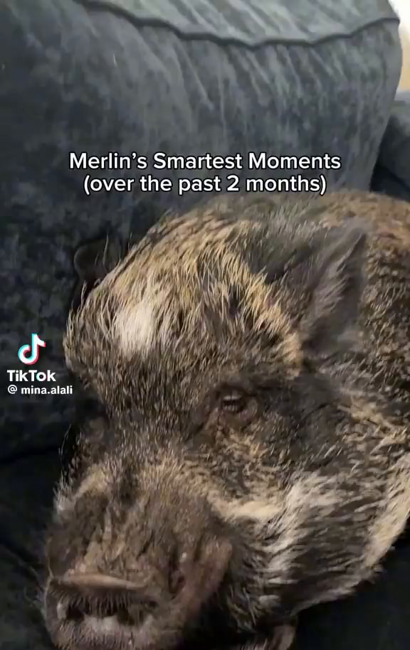 Merlin's Smartest Moments {over the past 2 months) TikTok mina.alali fy ...