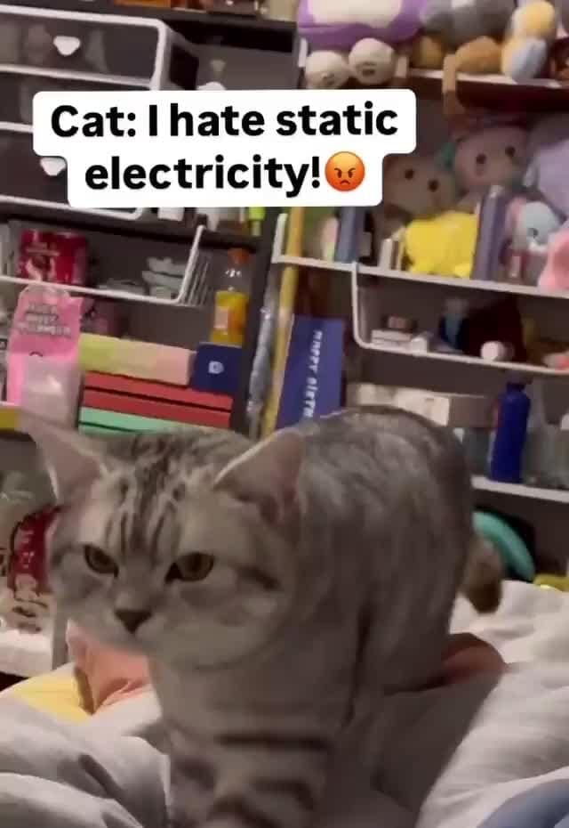 Cat: I hate static electricity!@ - iFunny