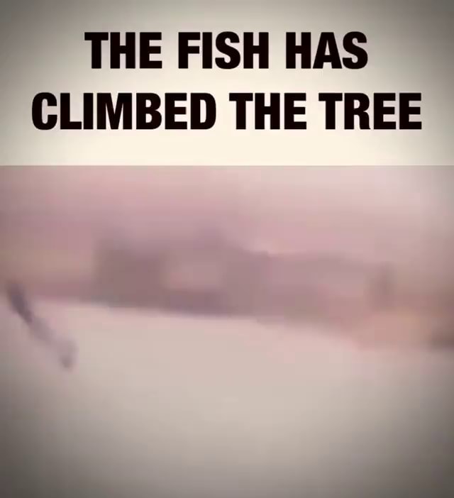 THE FISH HAS CLIMBED THE TREE - iFunny