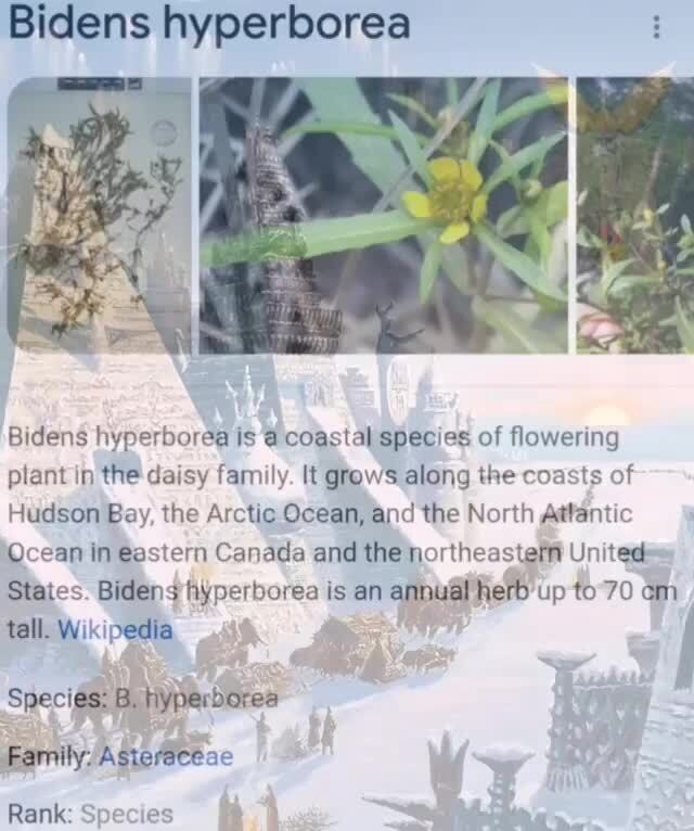 Bidens hyperborea Bidens hyperborea is @ coastal species of flowering ...