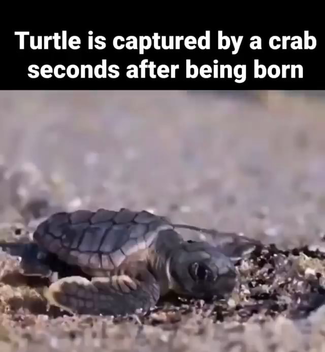 Turtle is captured by a crab seconds after being born - iFunny