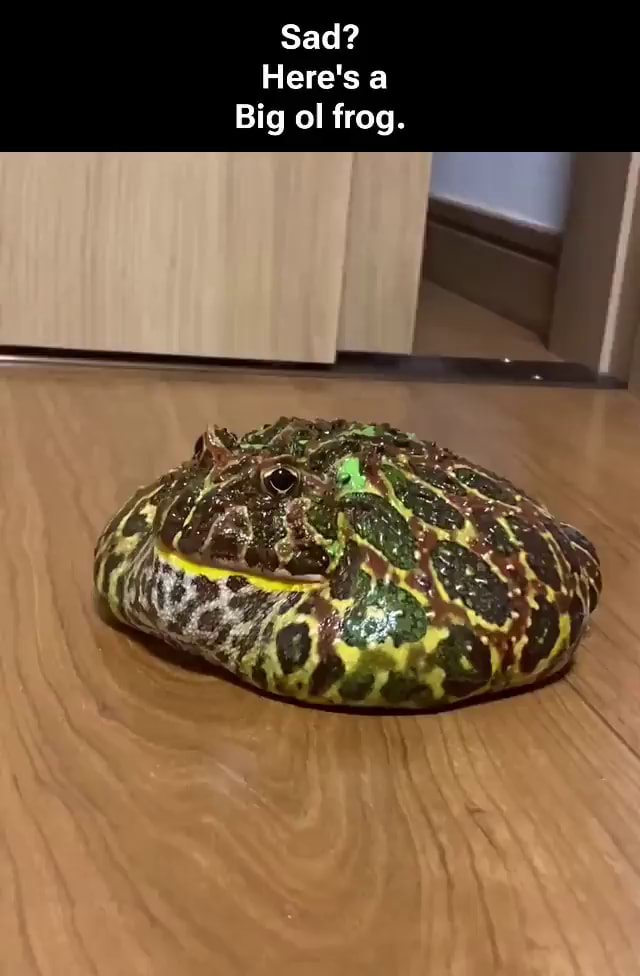 Sad? Here's a Big ol frog. - iFunny