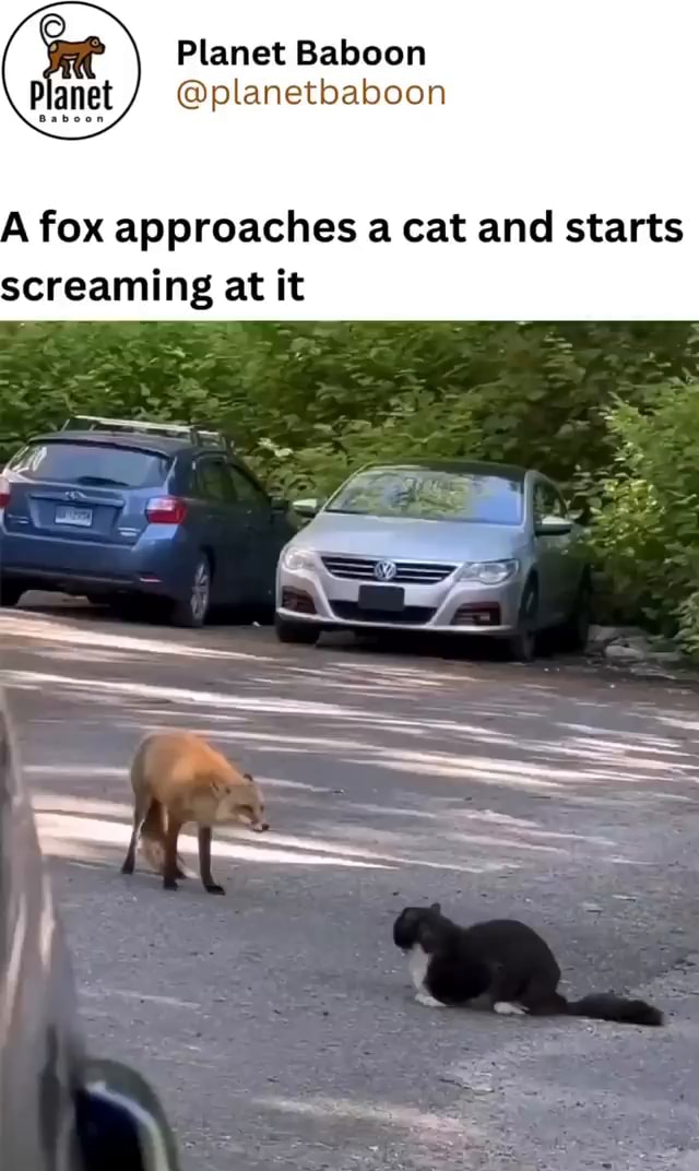 Fox approaches a cat and starts screaming at it - iFunny