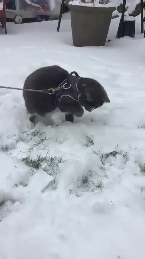 Shelly loving the snow! - iFunny