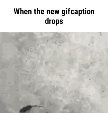 It dropped - When the new gifcaption drops - iFunny
