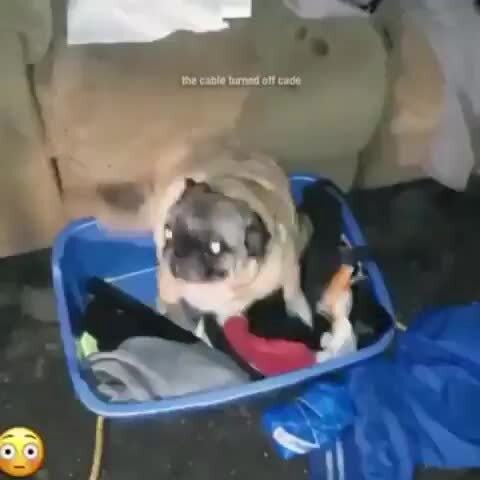 Ha ha wee on Instagram: “Pug vibin to sh boom tho 😳😳 Cr ...