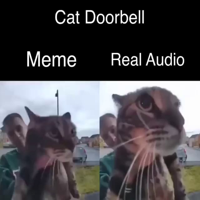 Cat Doorbell Meme Real Audio - iFunny