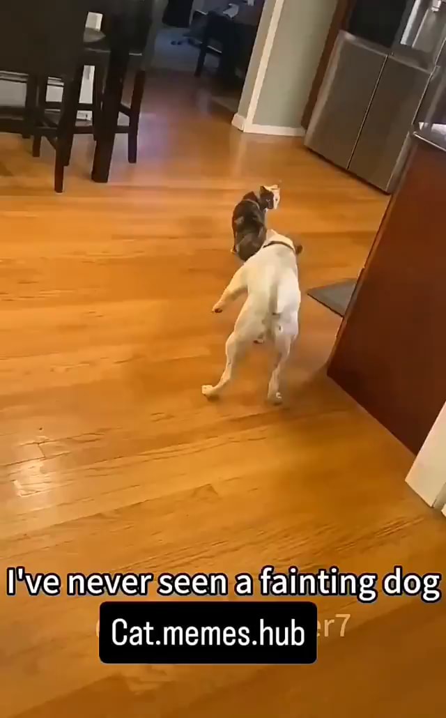 I've never seen a fainting dog Cat.memes.hub - America’s best pics and ...