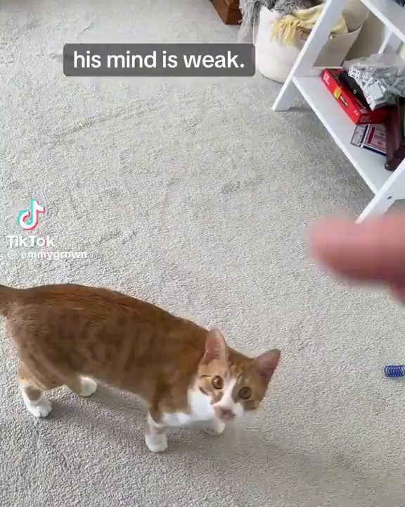 His mind is weak. Sf TIKTOK - iFunny