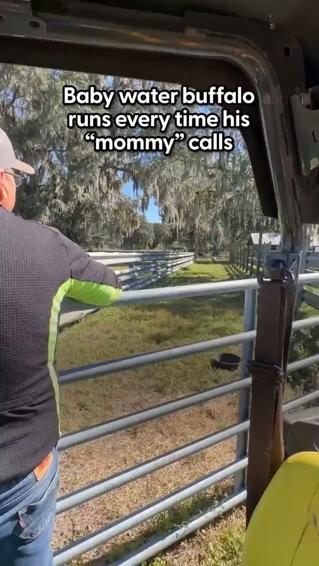 Baby water buffalo runs every time his "mommy" calls - iFunny