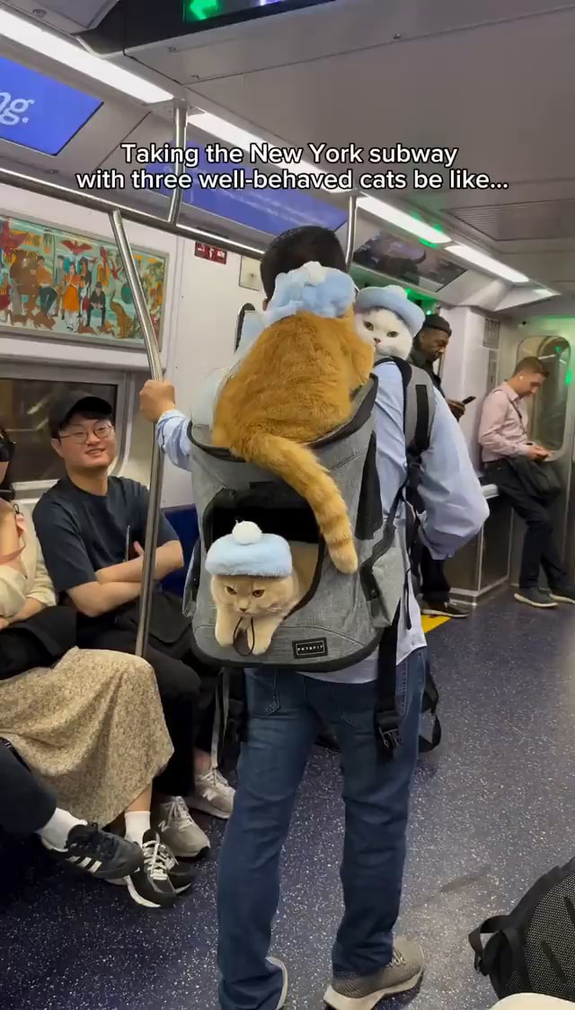 Taking the New York subway with three well-behaved cats be like... - iFunny