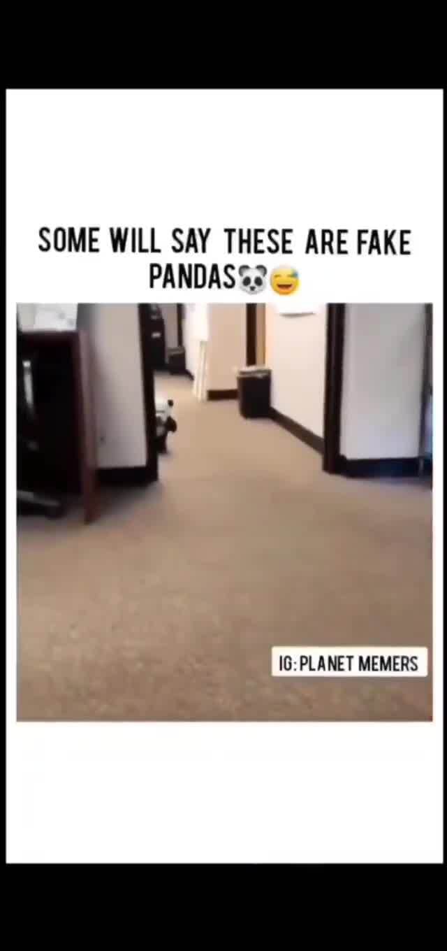 SOME WILL SAY THESE ARE FAKE PANDAS%