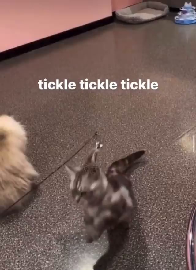 Tickle tickle tickle - iFunny