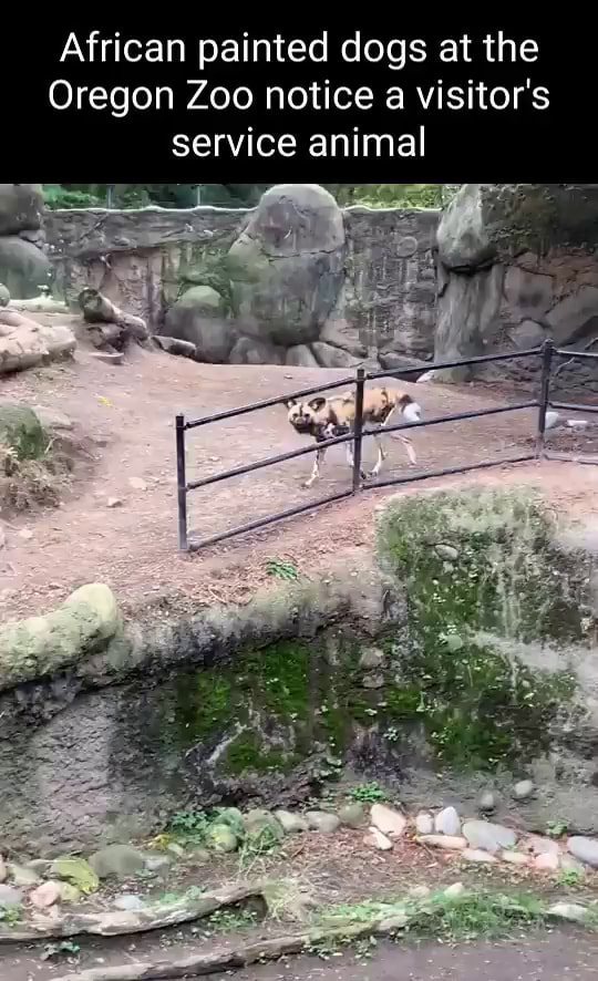African painted dogs at the Oregon Zoo notice a visitor's service ...