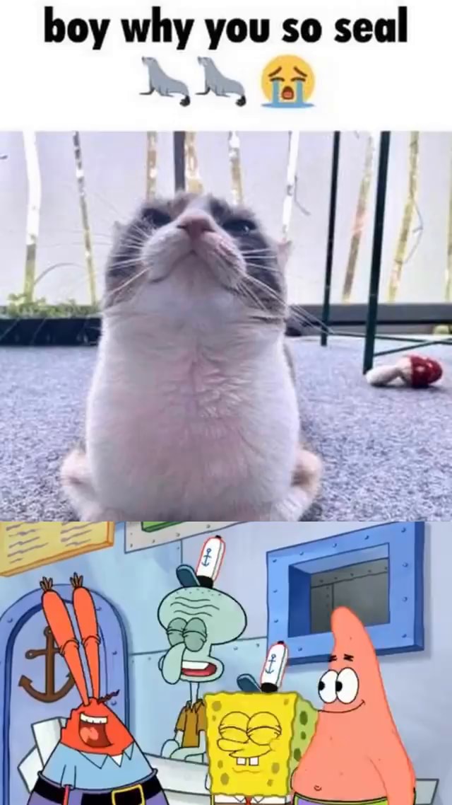 Boy why you so seal - iFunny