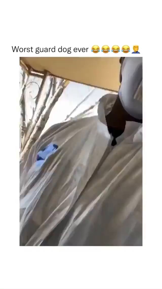 Worst guard dog ever - iFunny