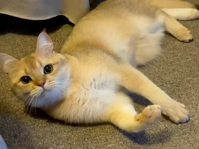 Simba gifs! - iFunny