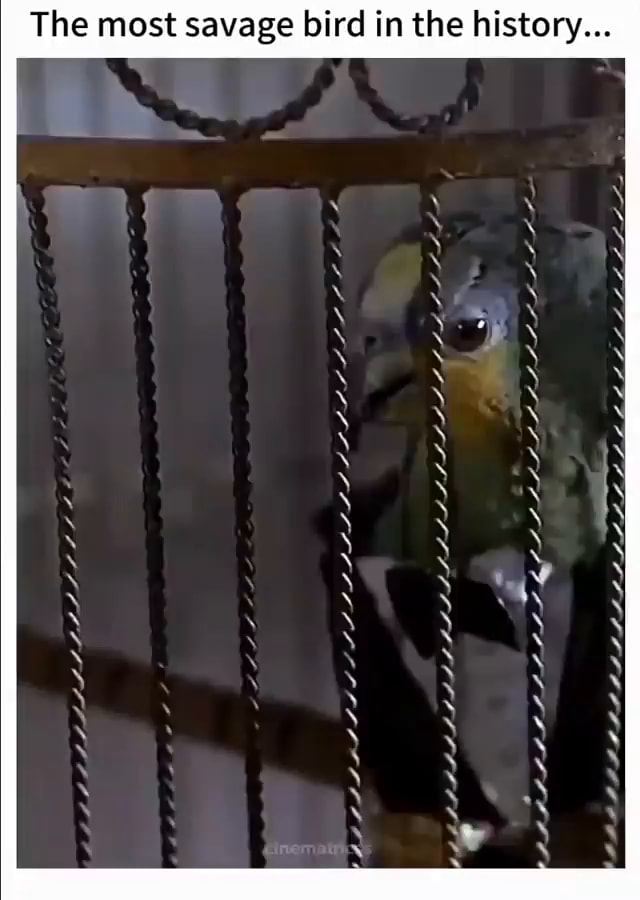 The most savage bird in the history... - iFunny
